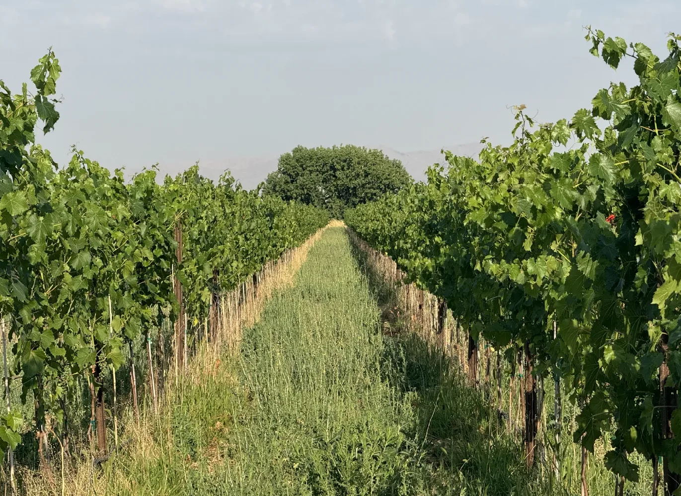 Vineyard - Purple Sky Winery