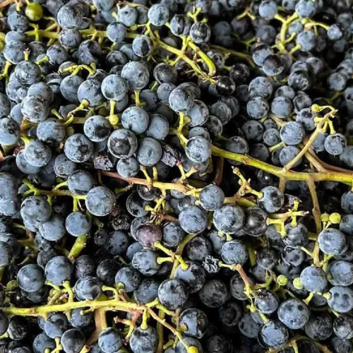 Frontenac Grapes in Utah | Bold, Resilient, and Flavorful Wines ...